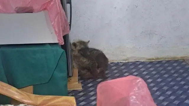 Galamsootti waraabessi kilinika namaa seene 'lilmoo waraannatee' bahe ...