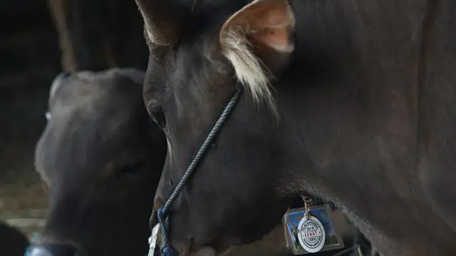 Antraks merebak di Gunung Kidul, warga diimbau tidak sembelih hewan yang sakit - 'Bakteri ...