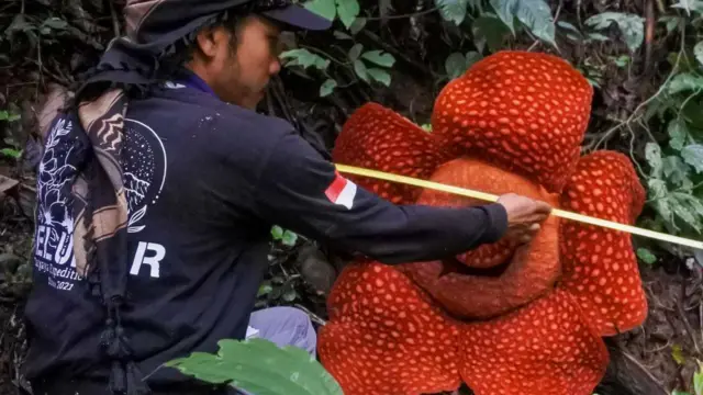 Bungai Rafflesia: 42 spesies terancam punah, ilmuwan desak tindakan - BBC News Indonesia