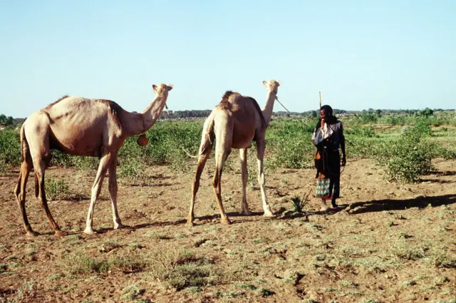 Faa'iidooyinka caanaha geela ee aan la ogeyn - BBC News Somali