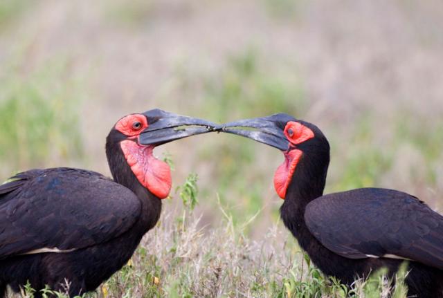 Huummoo fi allaattiiwwan kaan afoola Oromoo waliin hidhata akkamii qabu ...