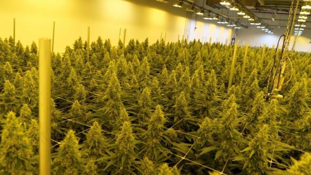 Menya impamvu kuva kuri iyi tariki kunywa urumogi bidahanwa n'itegeko ...