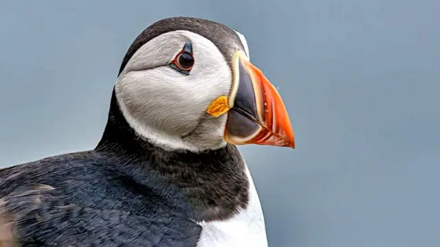 স্কটল্যান্ডের মনোমুগ্ধকর কিছু ছবি - BBC News বাংলা