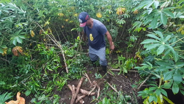 Pangan: Enbal, pangan lokal ‘ubi beracun’ di Maluku yang ‘mulai luntur ...