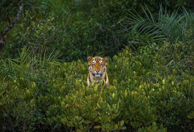 Fotografia e natureza: o incrível olhar de jovem tigresa que rendeu prêmio sobre mangues - BBC ...