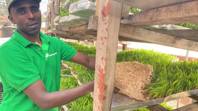 Rwanda-Gicumbi: Guhinga ata butaka - igisubizo mu guhaza amatungo - BBC ...