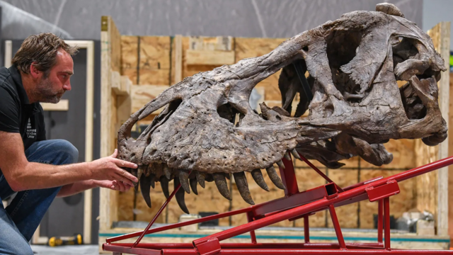 Tyrannosaurus rex: Apa fungsi lengan mungil karnivora paling terkenal ...