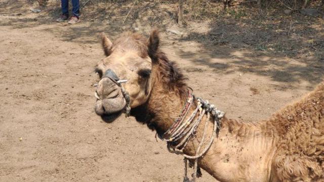 Geela iyo adduunka: Xuquuqda iyo Dhaqashada Geela oo dood ka abuurtay ...
