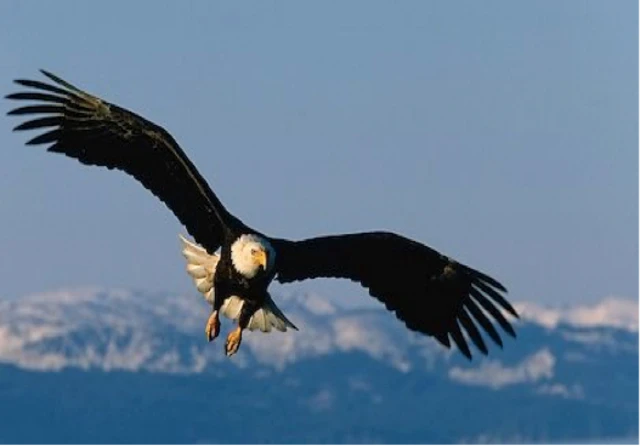 Shimbiro Soomaaliya ay caan ku tahay oo laga cabsi qabo in qaarada ...