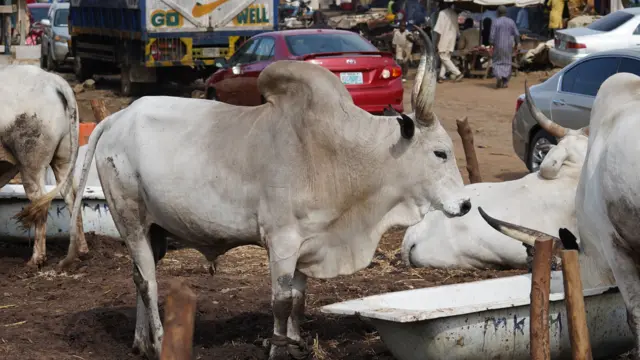 Hotunan dabbobin layya a kasuwar Dei-dei da ke Abuja - BBC News Hausa