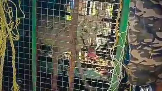 लांडग्यांचे हल्ले अचानक का वाढले? लांडगा माणसाचा 'भक्षक' आहे की निसर्गाचा 'रक्षक'? - BBC News मराठी