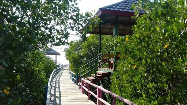 Lingkungan: Perjuangan pelestari hutan bakau di pesisir Madura ...