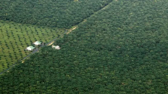 Kalimantan Timur: Ratusan ribu hektare hutan dilepas untuk sawit dan tambang yang 'menguntungkan ...