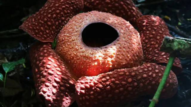 Bungai Rafflesia: 42 spesies terancam punah, ilmuwan desak tindakan ...