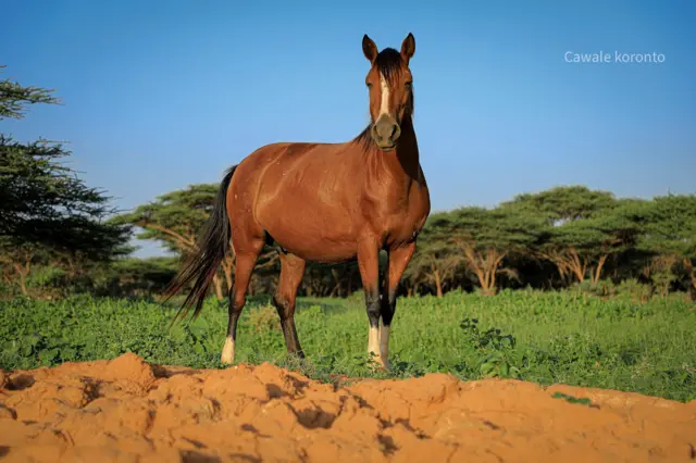 Cawaale Koronto: Waa kuma sawir-qaadaha Soomaaliyeed ee ka mid noqday ...