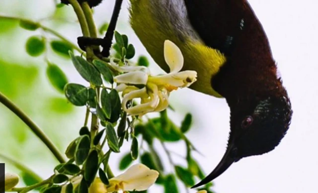 Muhimmancin zogale ga jikin ɗan Adam - BBC News Hausa