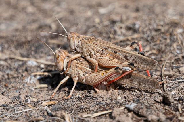 هجوم صدها هزار ملخ مراکشی در افغانستان؛ «آنها هر چه سبز باشد را می ...