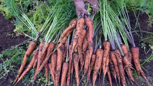 Wisata Bali sempat anjlok, sejumlah pemuda beralih menjadi ‘petani cerdas’ - BBC News Indonesia