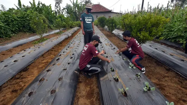 Wisata Bali sempat anjlok, sejumlah pemuda beralih menjadi ‘petani cerdas’ - BBC News Indonesia
