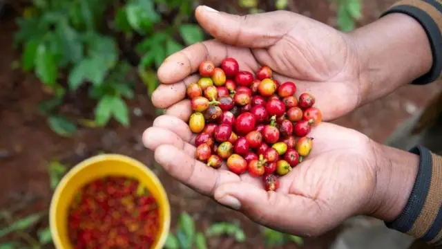 Maxay tahay khatarta beeraha kafeyga ee Kenya soo food-saartay? - BBC ...