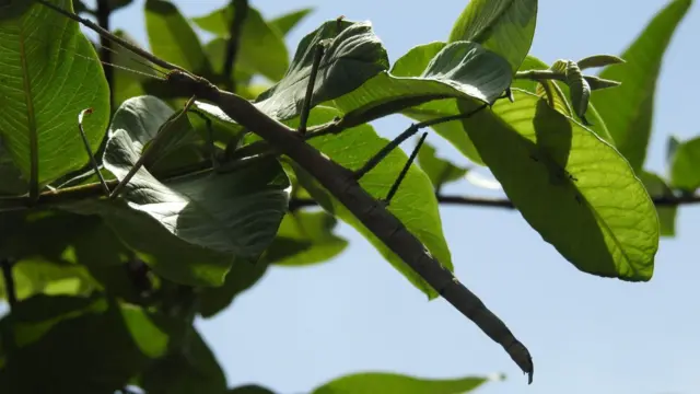 Penemuan serangga: Kisah Gen Z Indonesia yang mendunia setelah ...