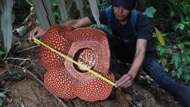 Bungai Rafflesia: 42 spesies terancam punah, ilmuwan desak tindakan ...