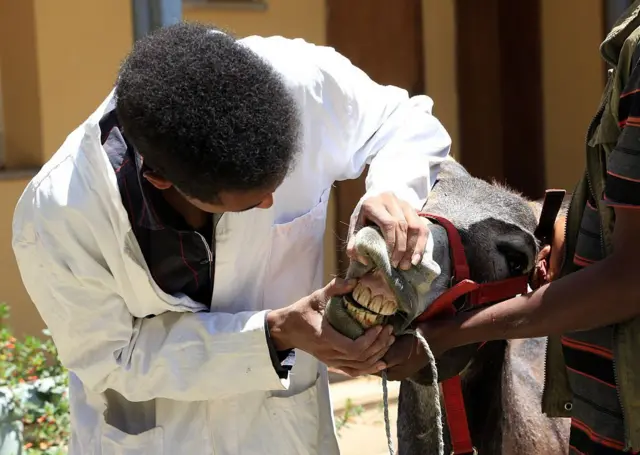 'Horii garaa baqaqsee wal'aanee yeroo fayyitu abbaa horii caalaan ...