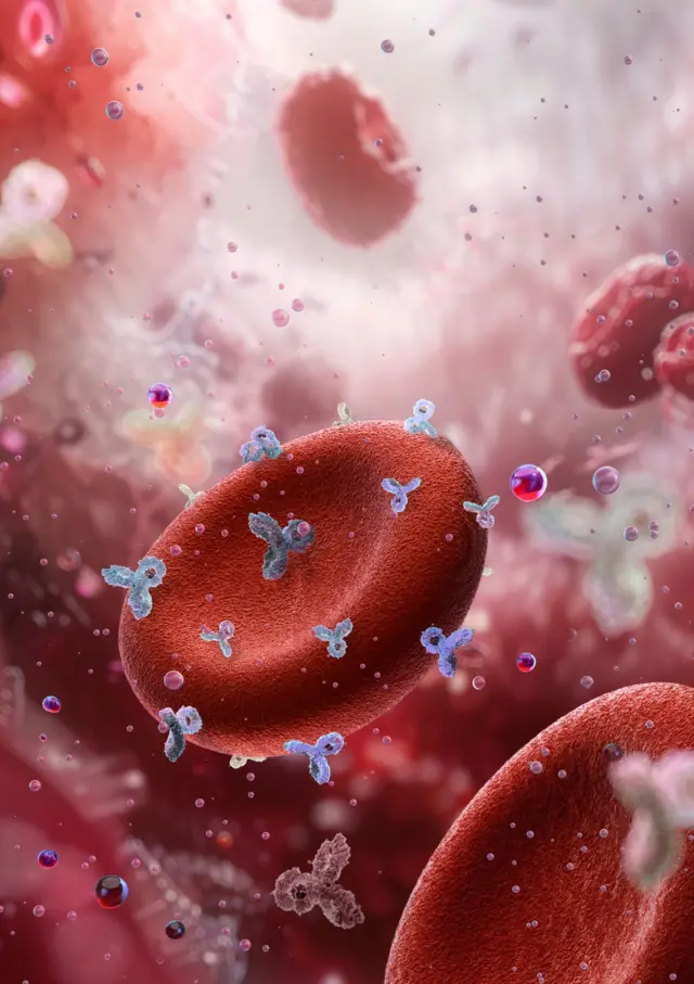 RH null: जगात फक्त 50 लोकांचाच असलेला रक्तगट, नवं संशोधन - BBC News मराठी