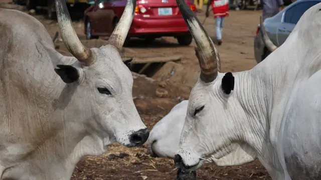 Babbar Sallah: Yadda tsadar raguna ke tsorata masu son layya a Najeriya ...