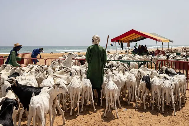 Fièvre de la Vallée du Rift au Sénégal : 16 morts et 119 cas confirmés ...