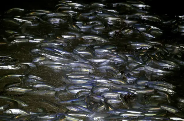 Os peixes que promovem 'orgias' nas praias da Califórnia em rituais ...