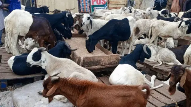 Babbar Sallah: Yadda tsadar raguna ke tsorata masu son layya a Najeriya ...