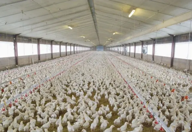 Poulets de chair : voici ce qu’il faut savoir - BBC News Afrique