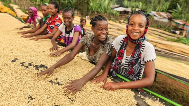 Gabaa fi dhiyeessiin bunaa Itoophiyaa maaliif hir'ate? - BBC News Afaan ...