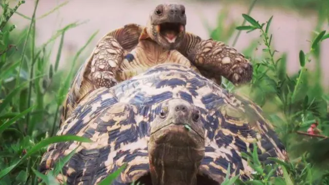 Suuraalee filatamoo bineensota bosonaa fi beeladootaan bohaaraa - BBC ...