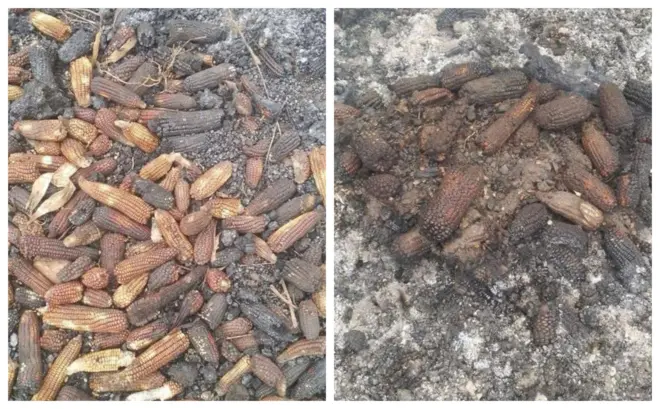 Daballii mindaa mootummaan taasisee fi jireenya hojjettoota mootummaa ...