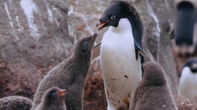 Pingvini sa Antarktika: Koliko je previše leda izazvalo smanjenje ...