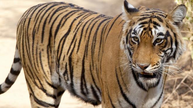 आदमखोर बाघिन का कैसे किया गया शिकार? - BBC News हिंदी