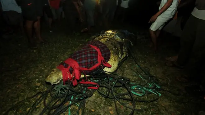 Konflik buaya dan manusia di Indonesia terparah di dunia, ratusan orang kehilangan nyawa ...