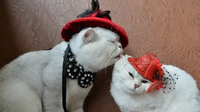 Foto komet yang hanya muncul 'sekali seumur hidup' memenangkan ...