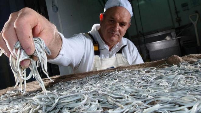 El enigma que llevó a Freud a buscar por meses los testículos de las ...