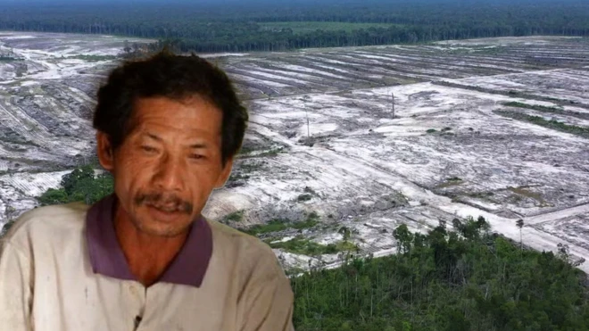 Hutan mangrove terancam hilang di Kalimantan - Dilema masyarakat Kubu Raya antara lingkungan dan ...