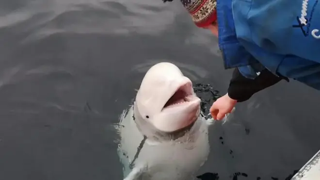 Životinje: Beluga kit za koga se sumnjalo da je „ruski špijun" pronađen ...