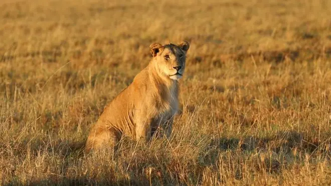 Ameerikaatti haati leenca gaaraa loluun lubbuu ilmashee oolchite - BBC ...