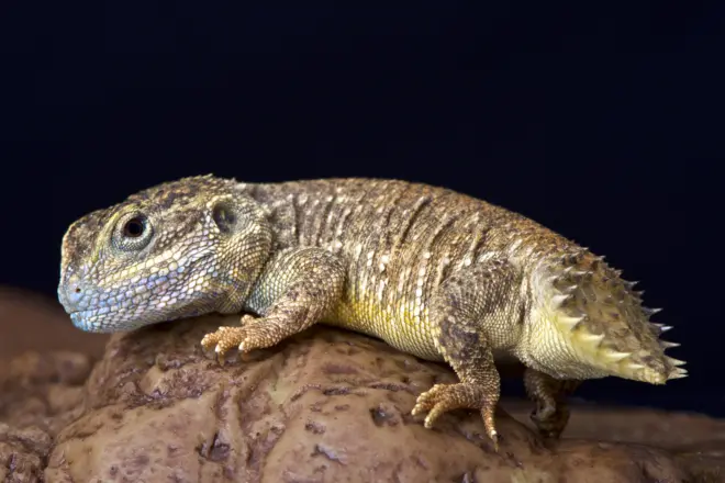 Xubnaha muhiimka ah ee jirkaaga maka weyn yihiin da’daada? - BBC News ...