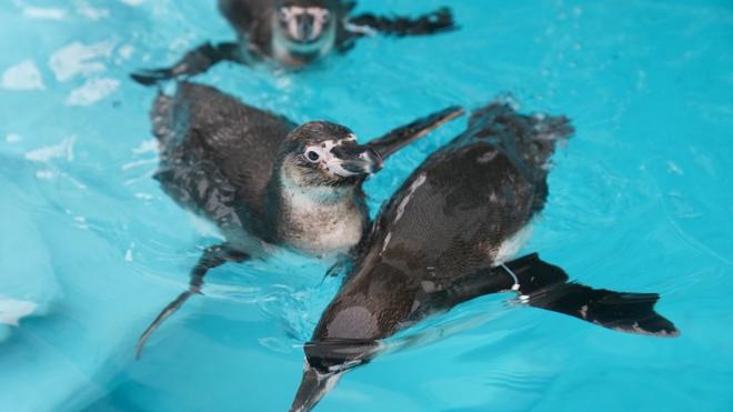 Pingvini sa Antarktika: Koliko je previše leda izazvalo smanjenje ...