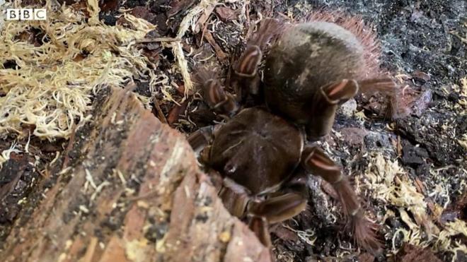 Životinje: U Australiji otkrivena nova vrsta velikog pauka - BBC News ...