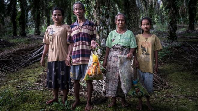 Perusahaan sawit di Papua buka lahan 70 hektar meski izin dicabut, 'potensi pidana' perusahaan ...