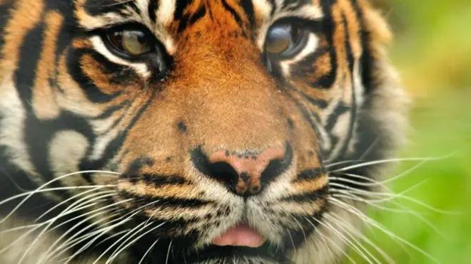 Zaštita životinja: Kako veštačka inteligencija može da pomogne u borbi protiv ilegalne trgovine ...