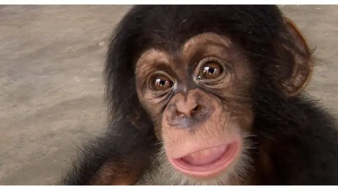 Foto ikonik Jane Goodall yang mengabadikan ikatan manusia dan simpanse ...